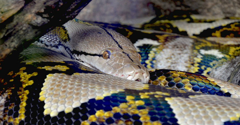 Penemuan Ular Piton Raksasa di Indonesia Jadi Sorotan Dunia ...