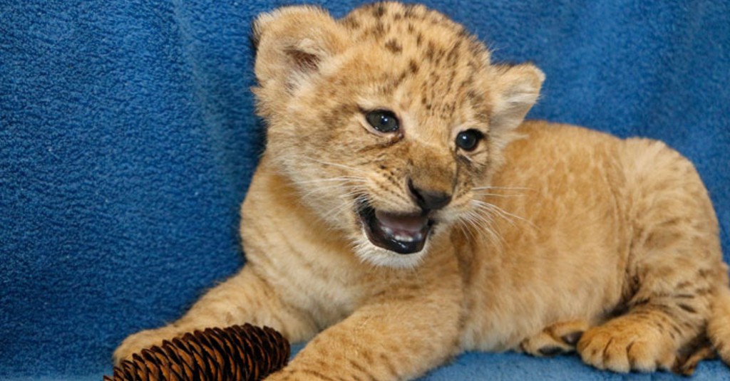 Mengenal Bahati, Singa Mungil yang Menjadi Inspirasi Simba 'The Lion ...