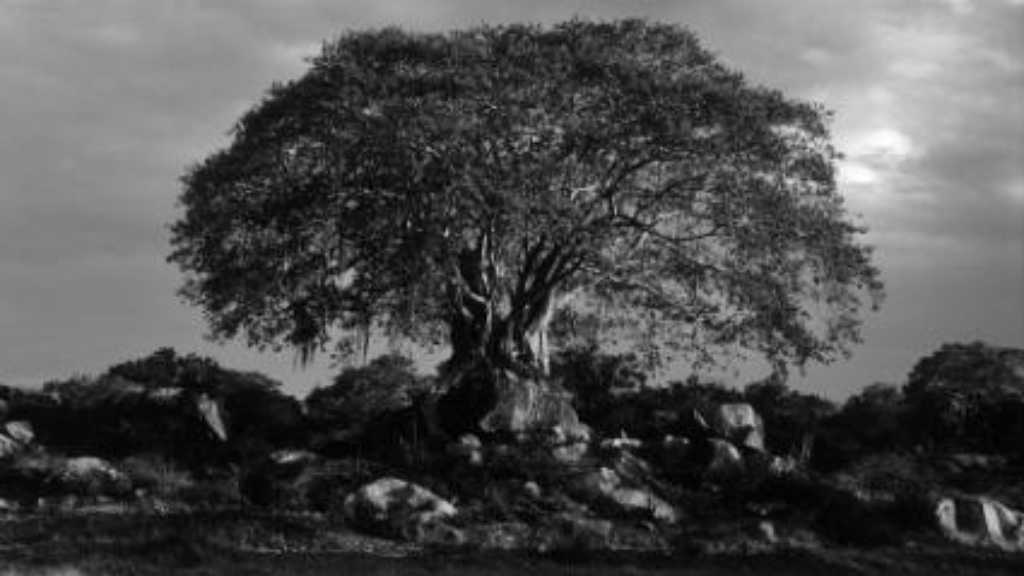 5 Pohon Angker Indonesia yang Jadi Markas Favorit Pocong hingga ...