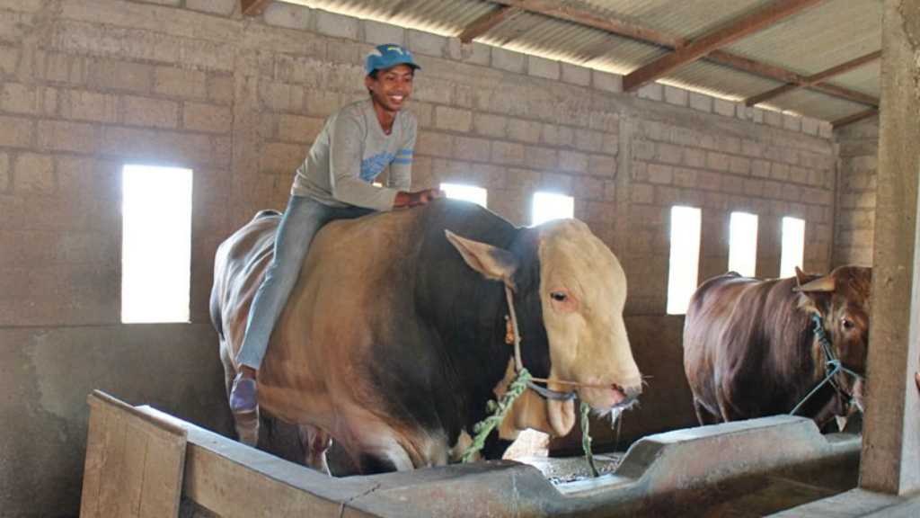 Penampakan Sapi Kurban Presiden Jokowi Seberat 1,3 Ton, Harganya? - Pantau.com