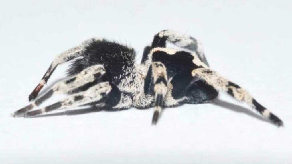 6 Spesies Hewan Baru yang Ditemukan pada 2019, Salah Satunya dari ...