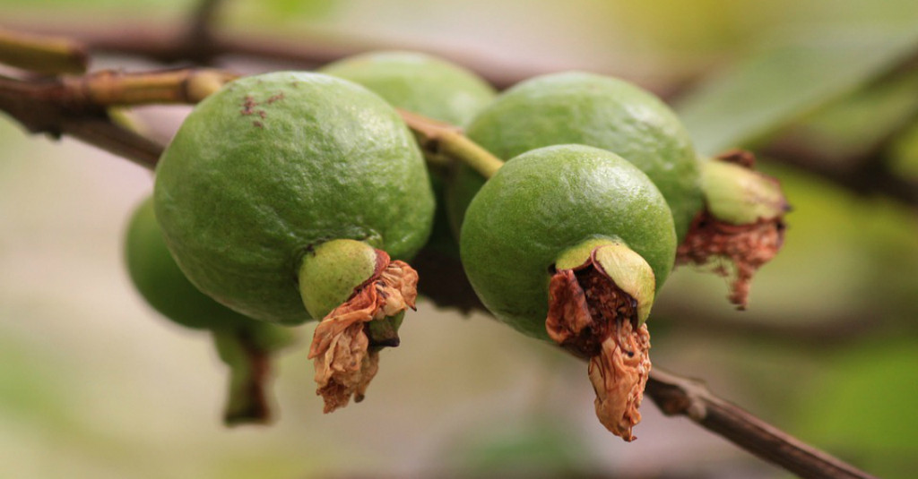 5 Manfaat Lain Jambu Biji yang Tak Banyak Orang Ketahui - Pantau.com