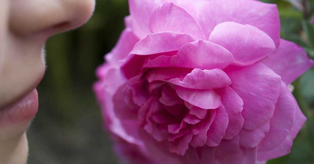 Hilang Kemampuan Mencium Bau Bisa Jadi Gejala Korona - Pantau.com