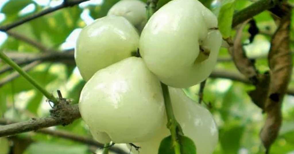 6 Manfaat Jambu Air Putih dari Tingkatkan Imun Hingga Bersihkan Ginjal ...