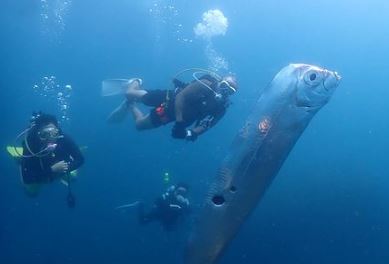 Viral Ikan Raksasa Miterius Muncul ke Permukaan, Tanda Kiamat? - Pantau.com