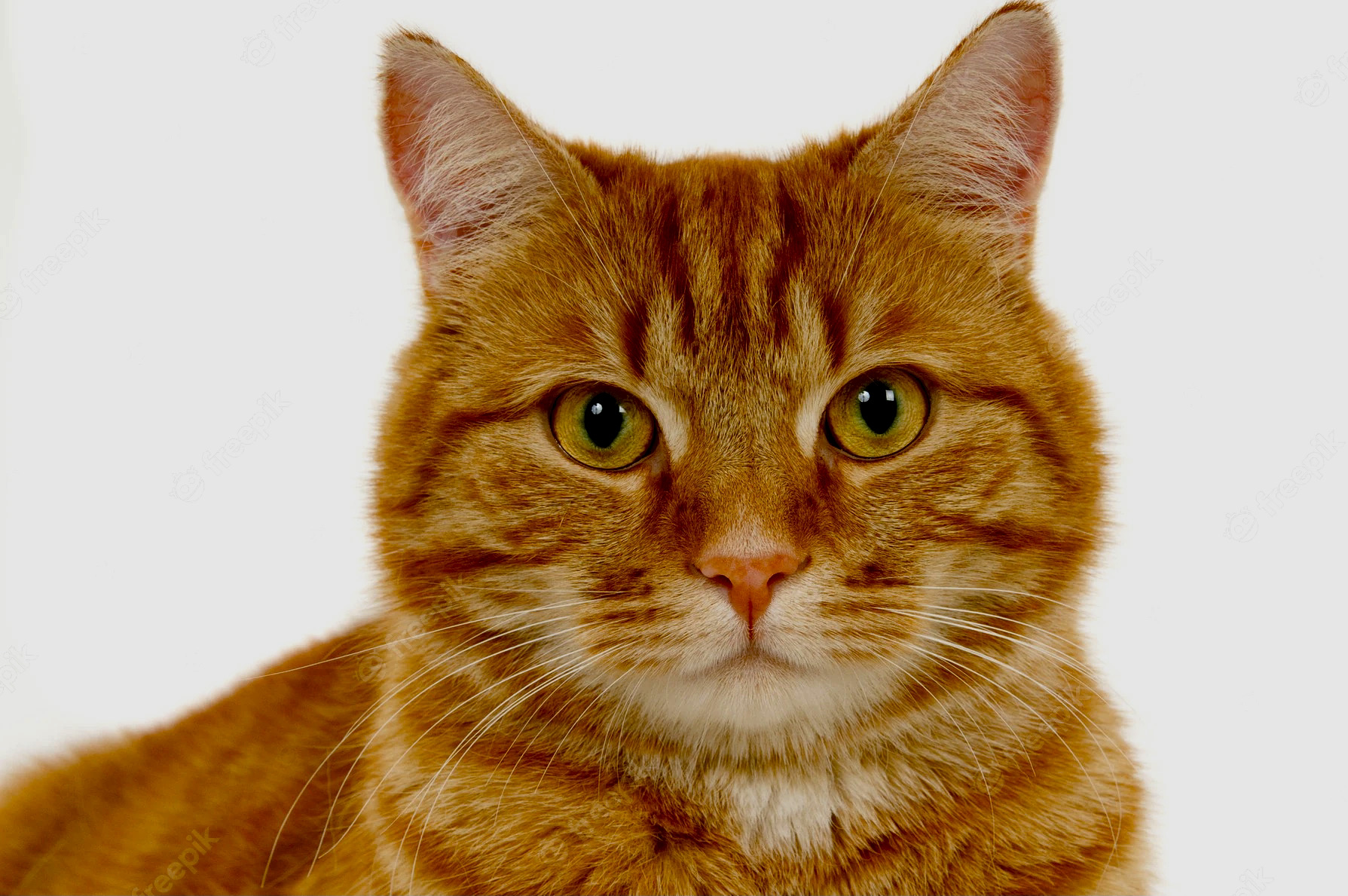 Perayaan Kucing Oranye Setiap 1 September. Ini Fakta Menariknya ...