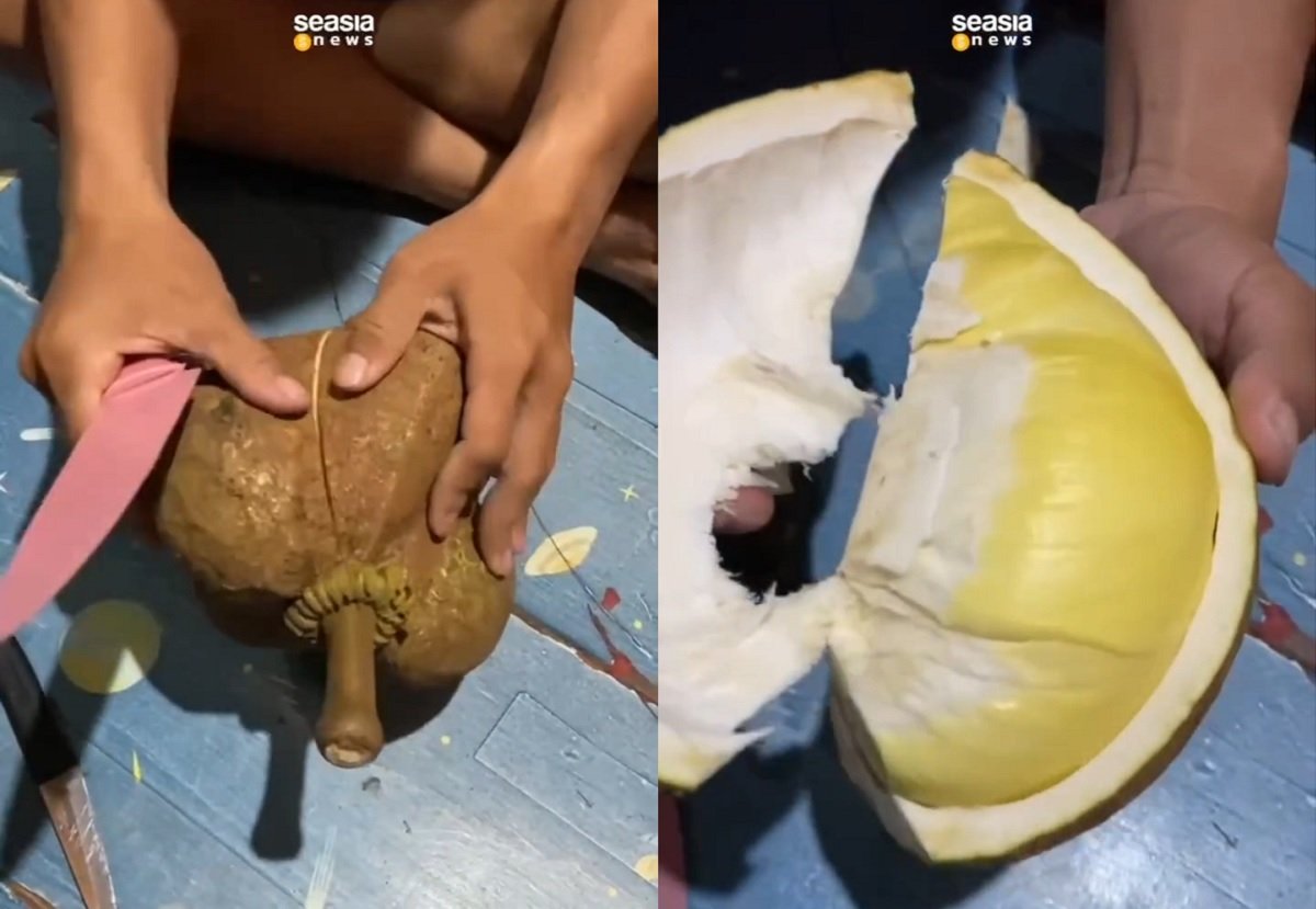 Mirip Kelapa, Kulit Durian Ini Tanpa Duri - Pantau.com