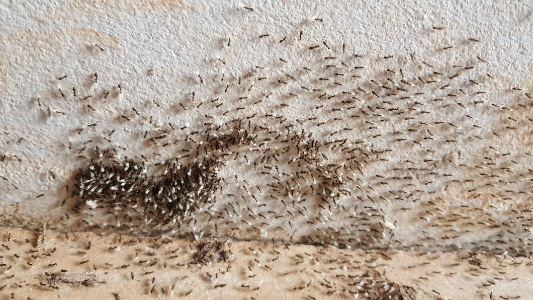 25 Arti Mimpi Rumah Banyak Semut: Tanda-Tanda dan Maknanya - Pantau.com