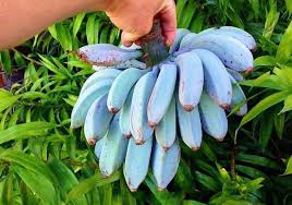 Unik, Pisang Ini Rasanya Seperti Es Krim! - Pantau.com