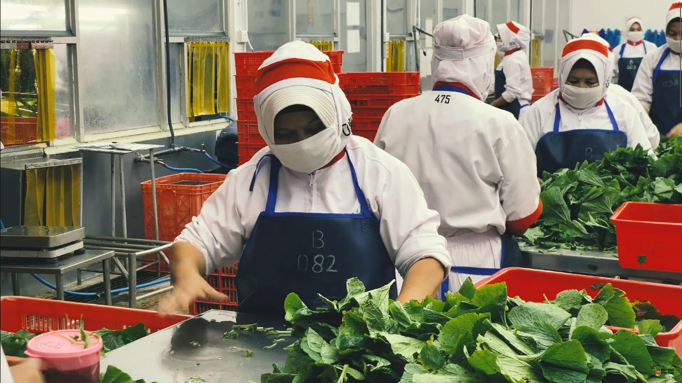 72 Ton Wasabi Produksi Perusahaan Semarang, Tembus Pasar Jepang ...