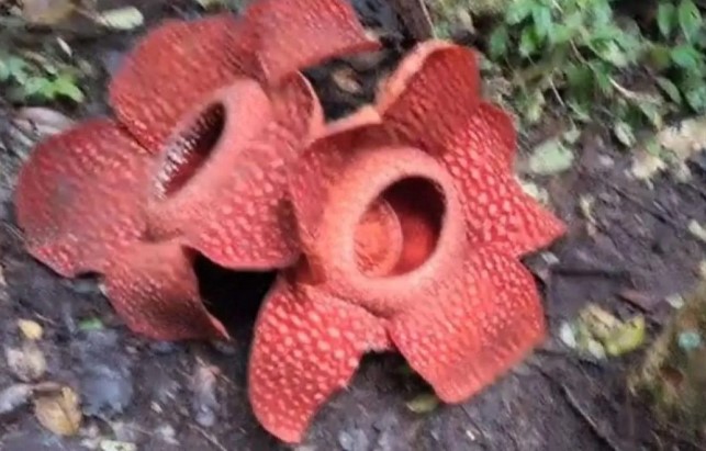 Dua Bunga Rafflesia Arnoldii Mekar Berdempet di Agam, Fenomena Langka ...