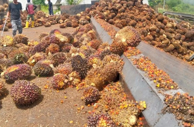 Harga Referensi CPO Naik Tipis di November 2025, Dipicu Rencana B50 dan Kenaikan Harga Minyak ...