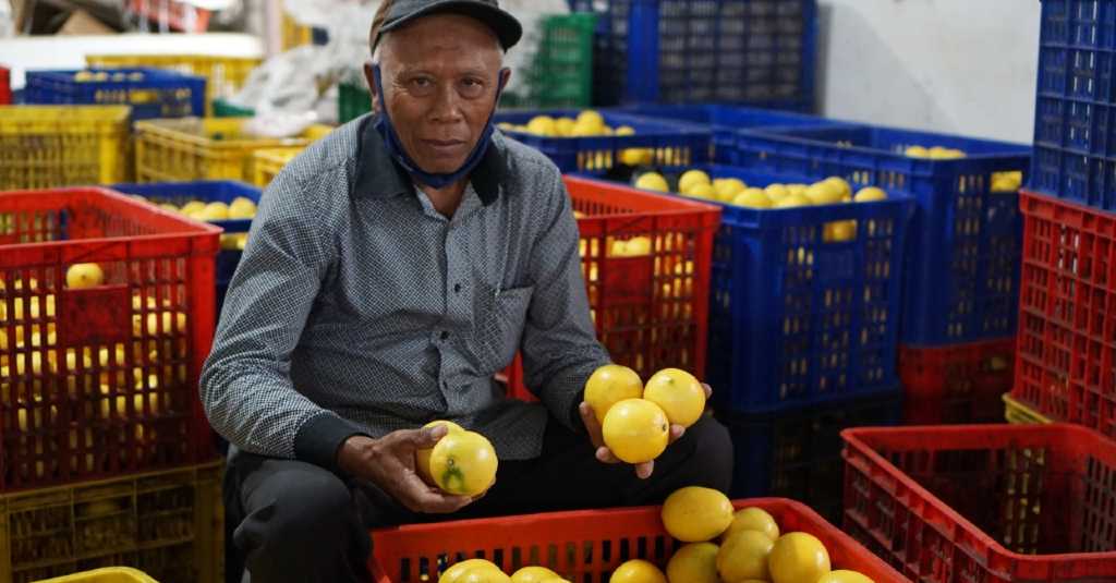 Kementan Fasilitasi Para Petani Edarkan Lemon ke Pasar Jabodetabek ...