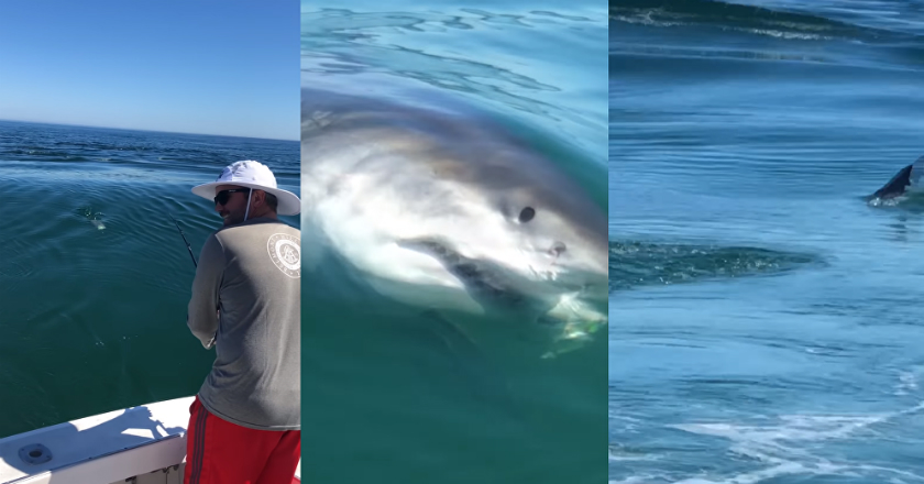 Pemancing Ini Selamat dari Serangan Hiu Putih Besar Berjarak 3 Meter ...