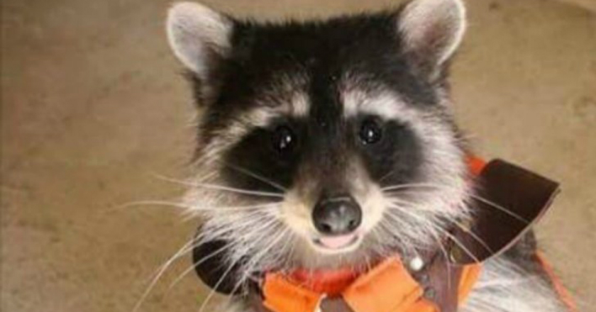 Selamat Jalan Oreo, Rakun Pemeran Rocket dalam 'Guardians of the Galaxy ...